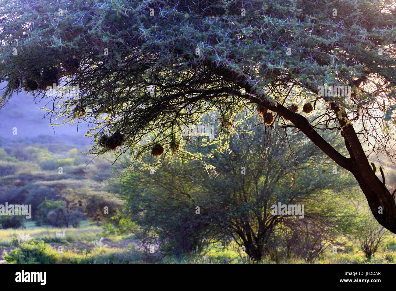 Bird nest on a tree Stock Photo - Alamy
