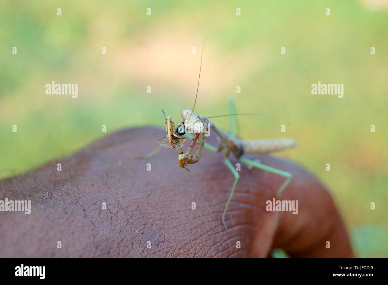 Praying mantis eating hi-res stock photography and images - Alamy