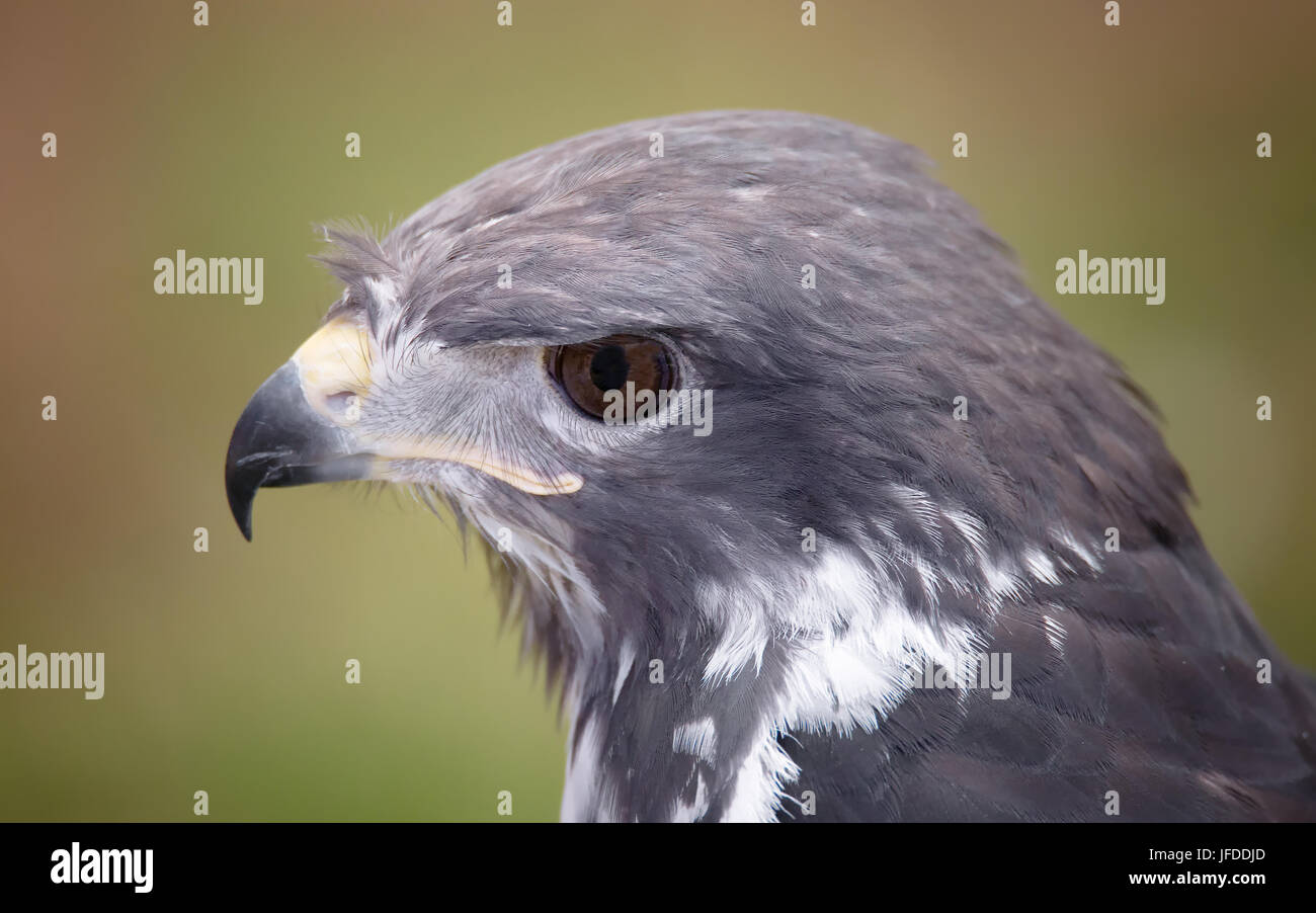 Portrait of a Raptor Stock Photo - Alamy