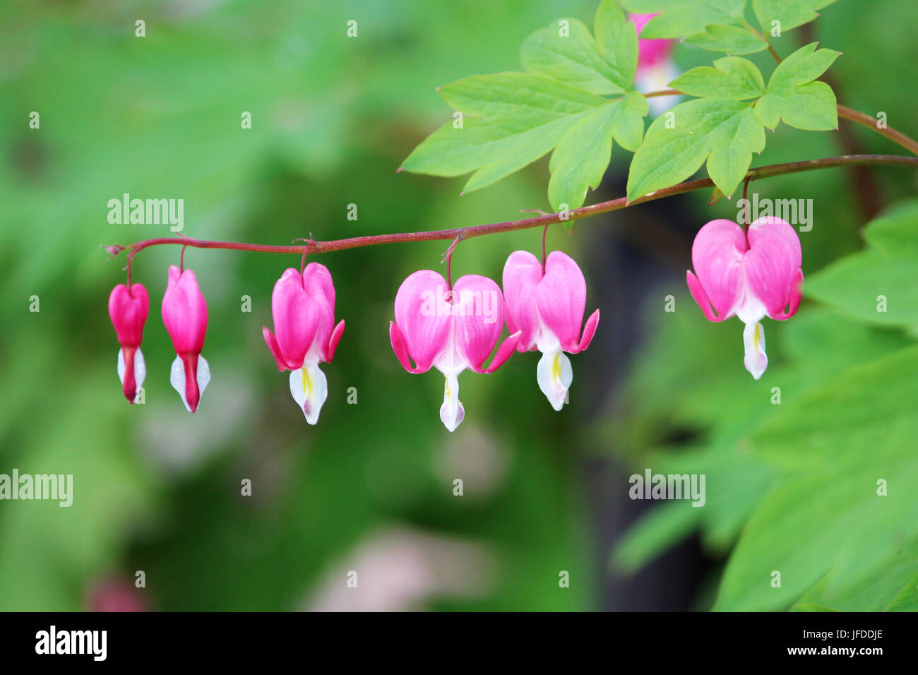 Spring flowers series, Bleeding Heart flower, Dicentra spectabilis ...