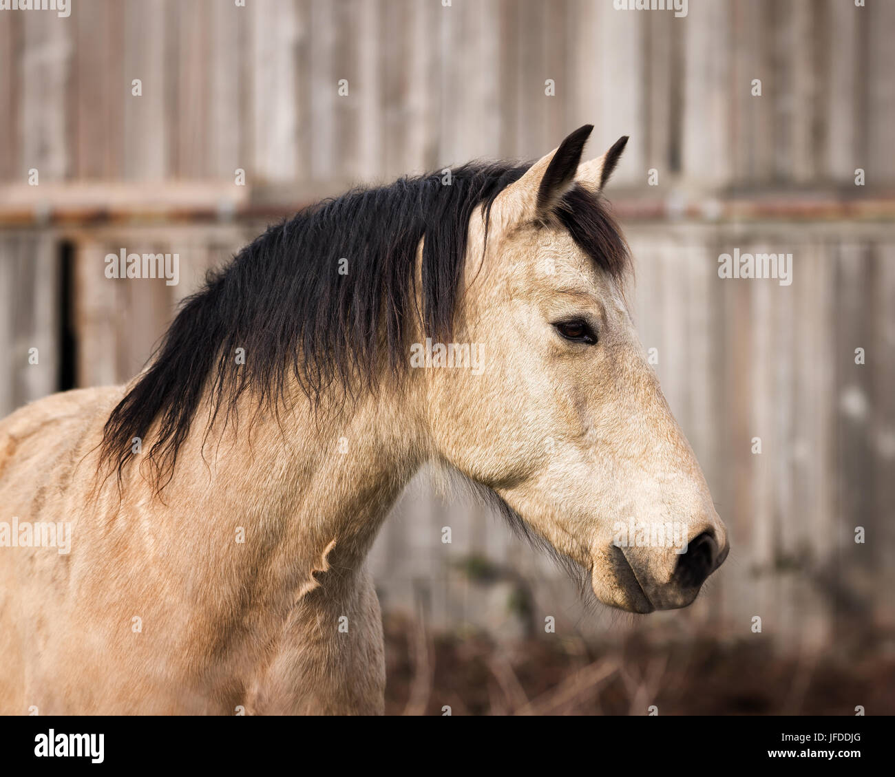 Thoroughbred horse farm stallion barn hi-res stock photography and ...