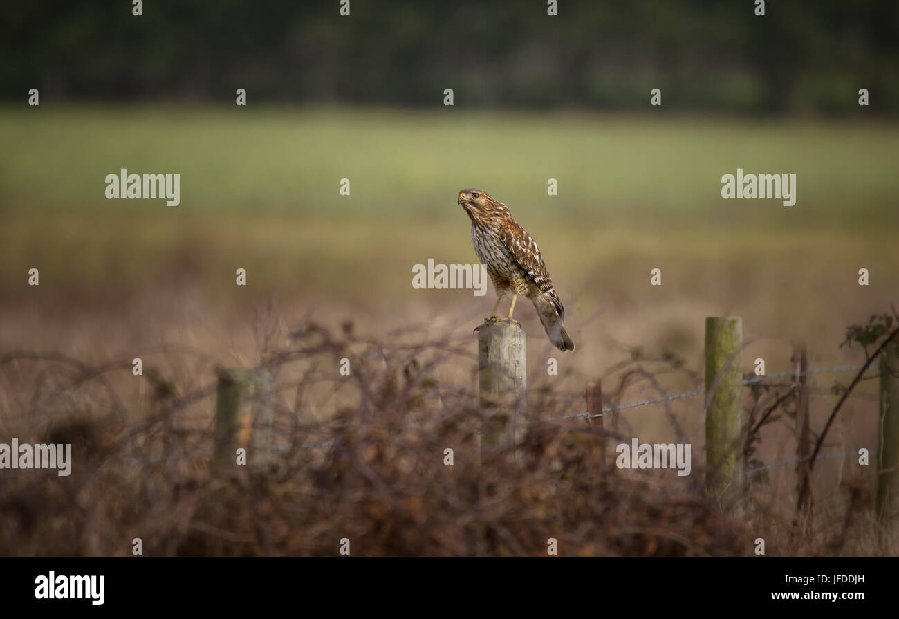 Hawk in nature hi-res stock photography and images - Alamy