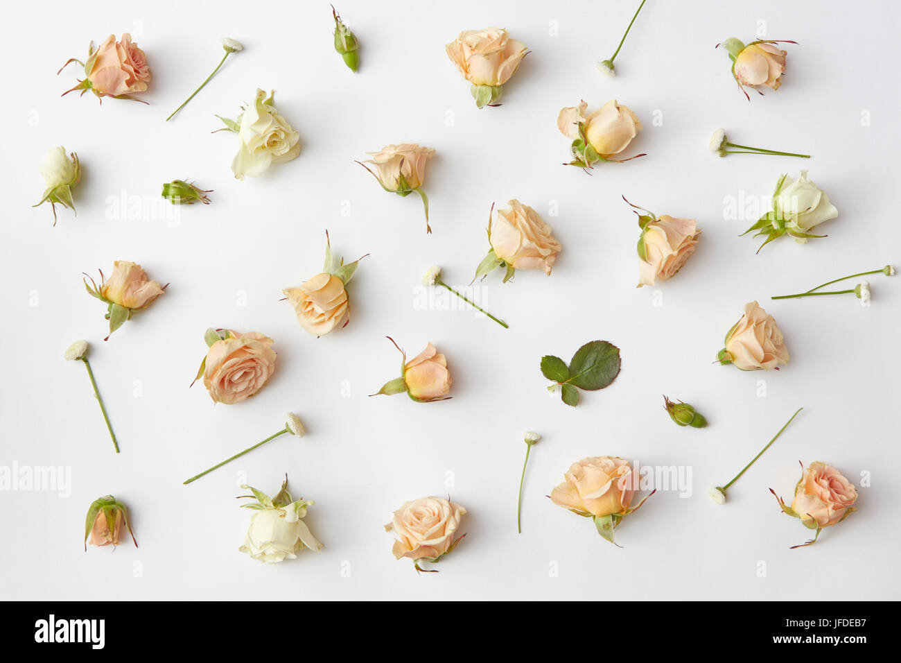 Bud heads hi-res stock photography and images - Alamy