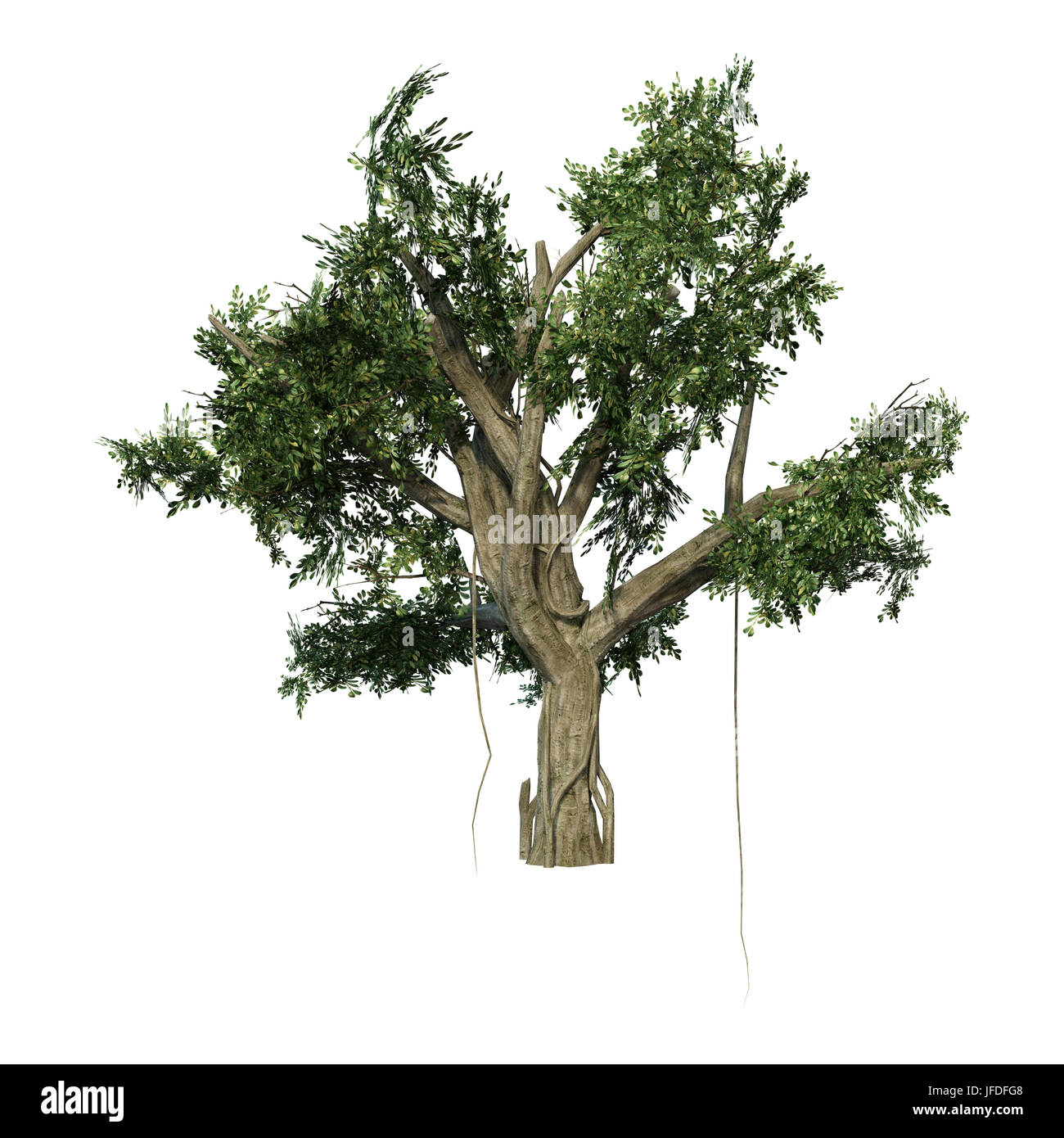 3d rendering banyan tree isolated hi-res stock photography and images ...