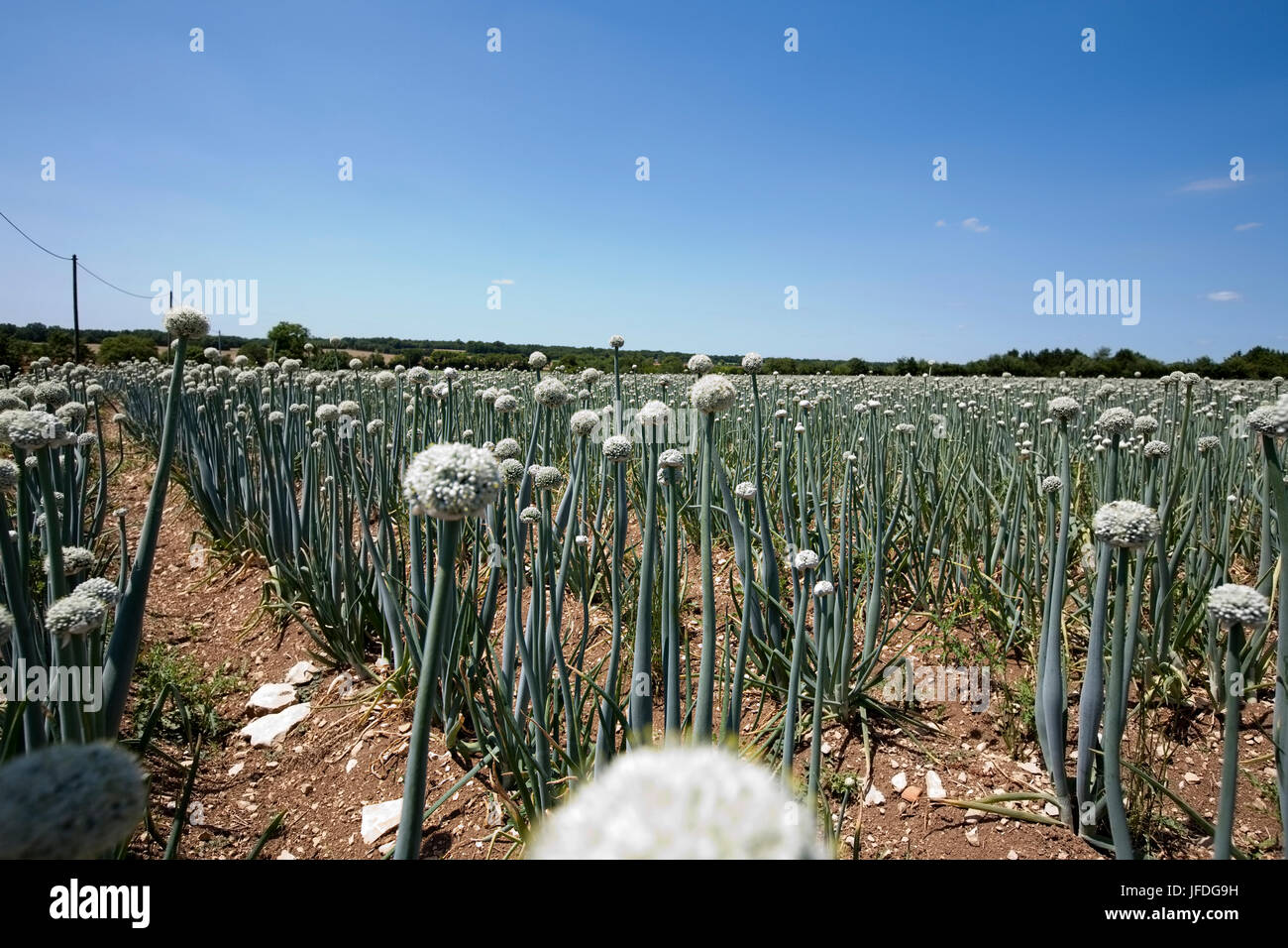 Garlic Fields France Stock Photo - Alamy