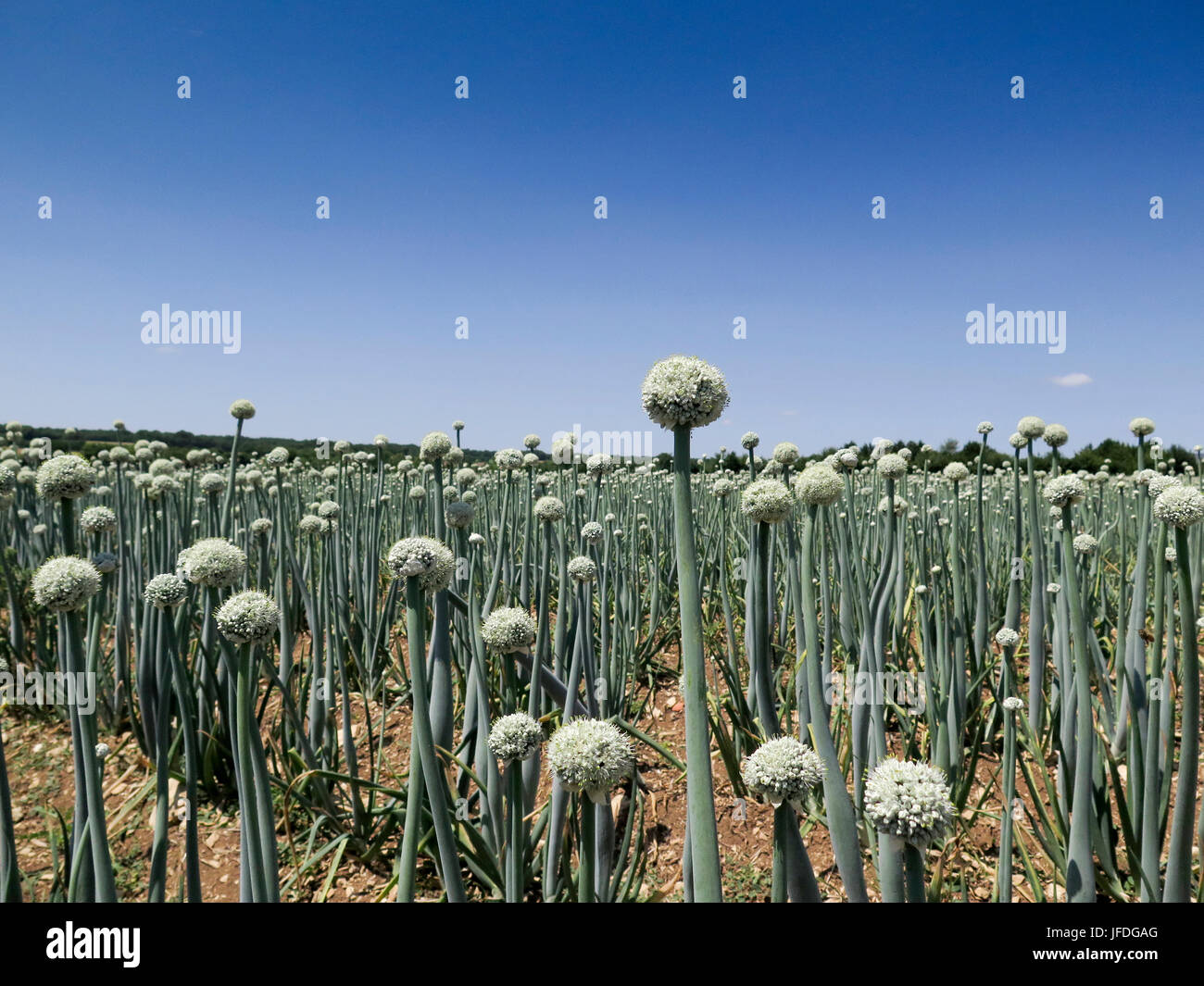 Allium longicuspis hi-res stock photography and images - Alamy
