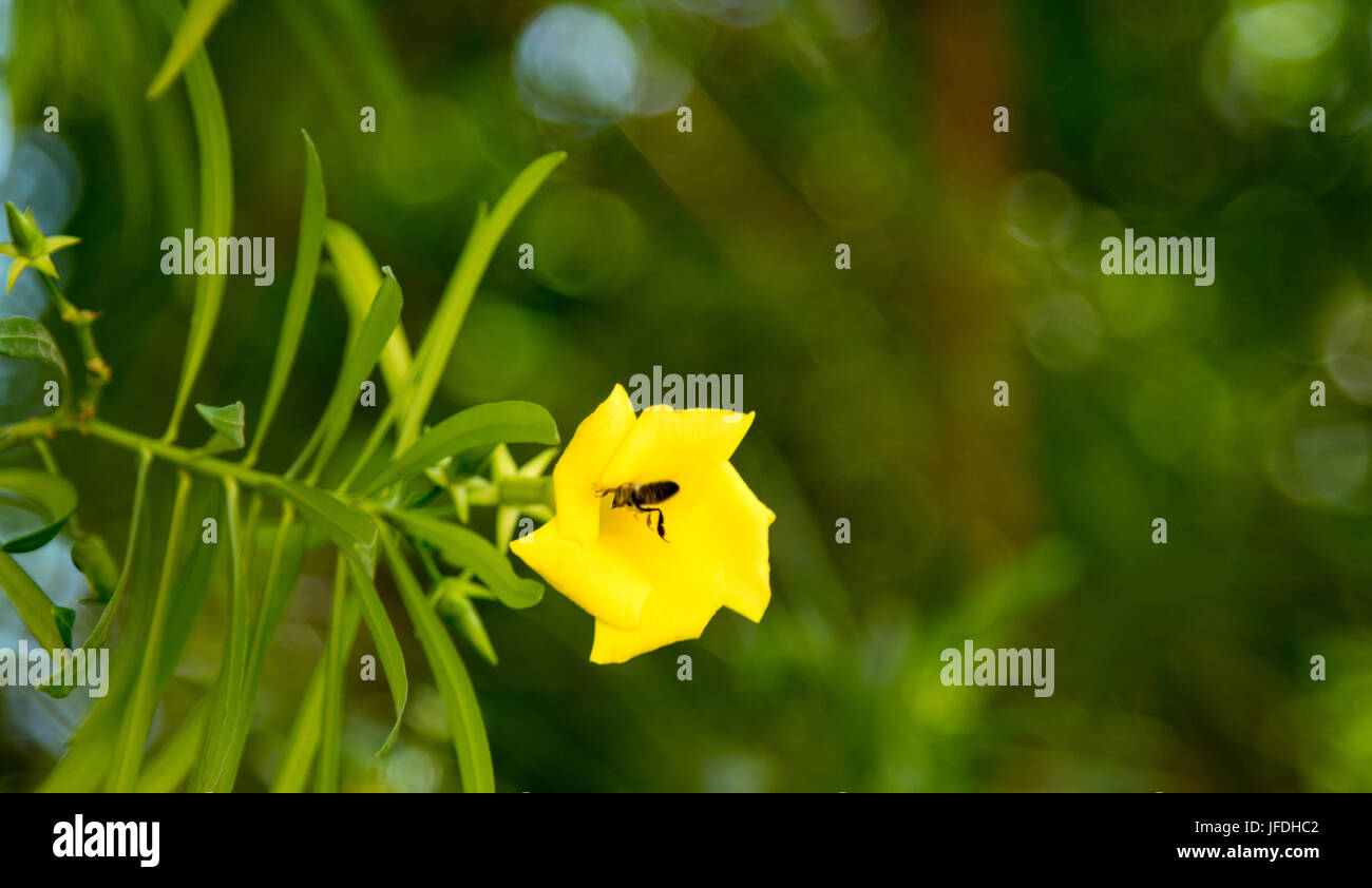 Yellow Flower , bee inside Stock Photo - Alamy