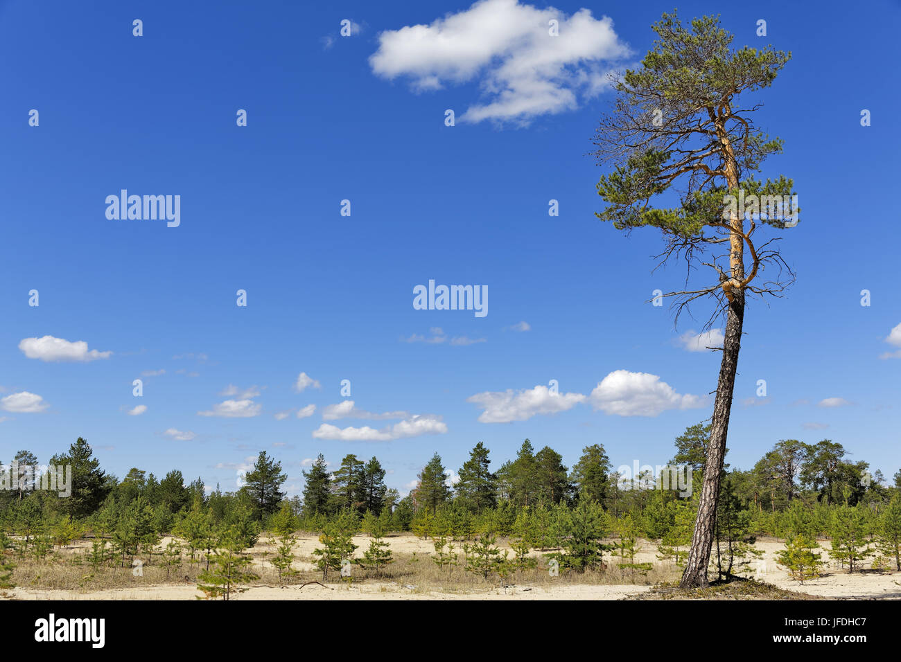 A typical summer Siberian landscape, pine and sand Stock Photo - Alamy
