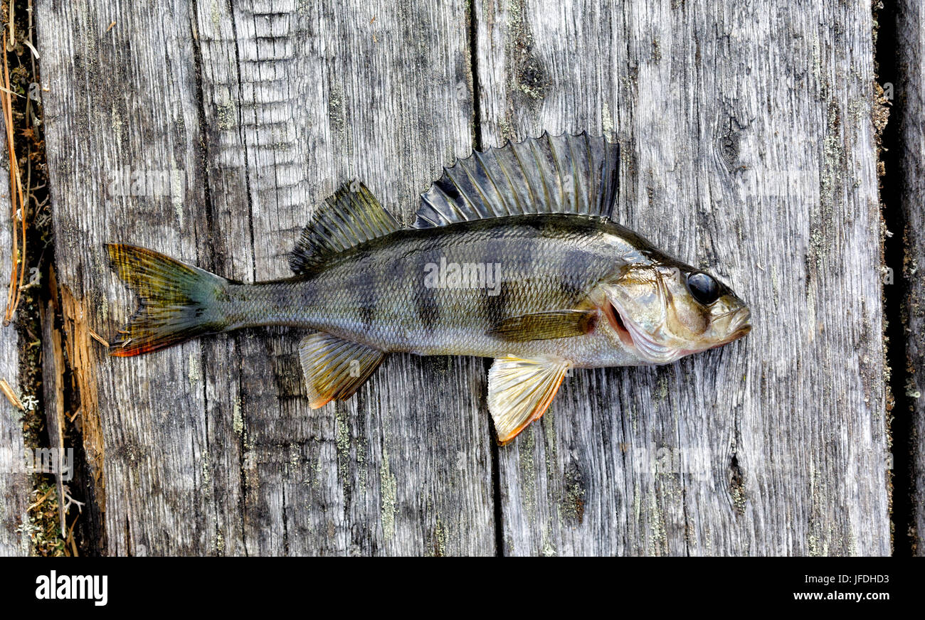 Sand Perch Stock Photos & Sand Perch Stock Images - Alamy