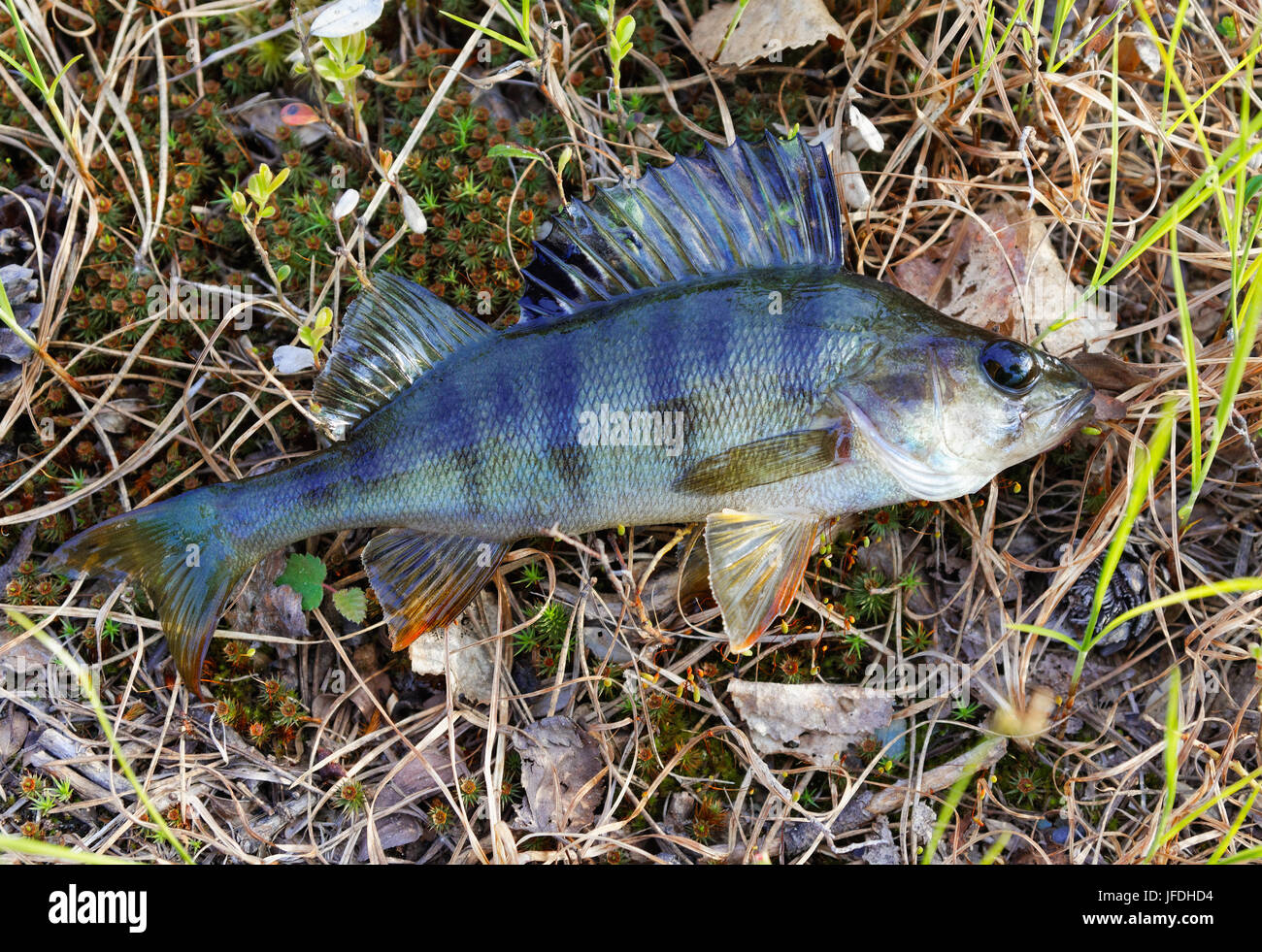Eurasianperch hi-res stock photography and images - Alamy