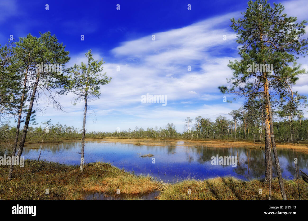 Impassable summer swamp in the Siberian taiga Stock Photo - Alamy