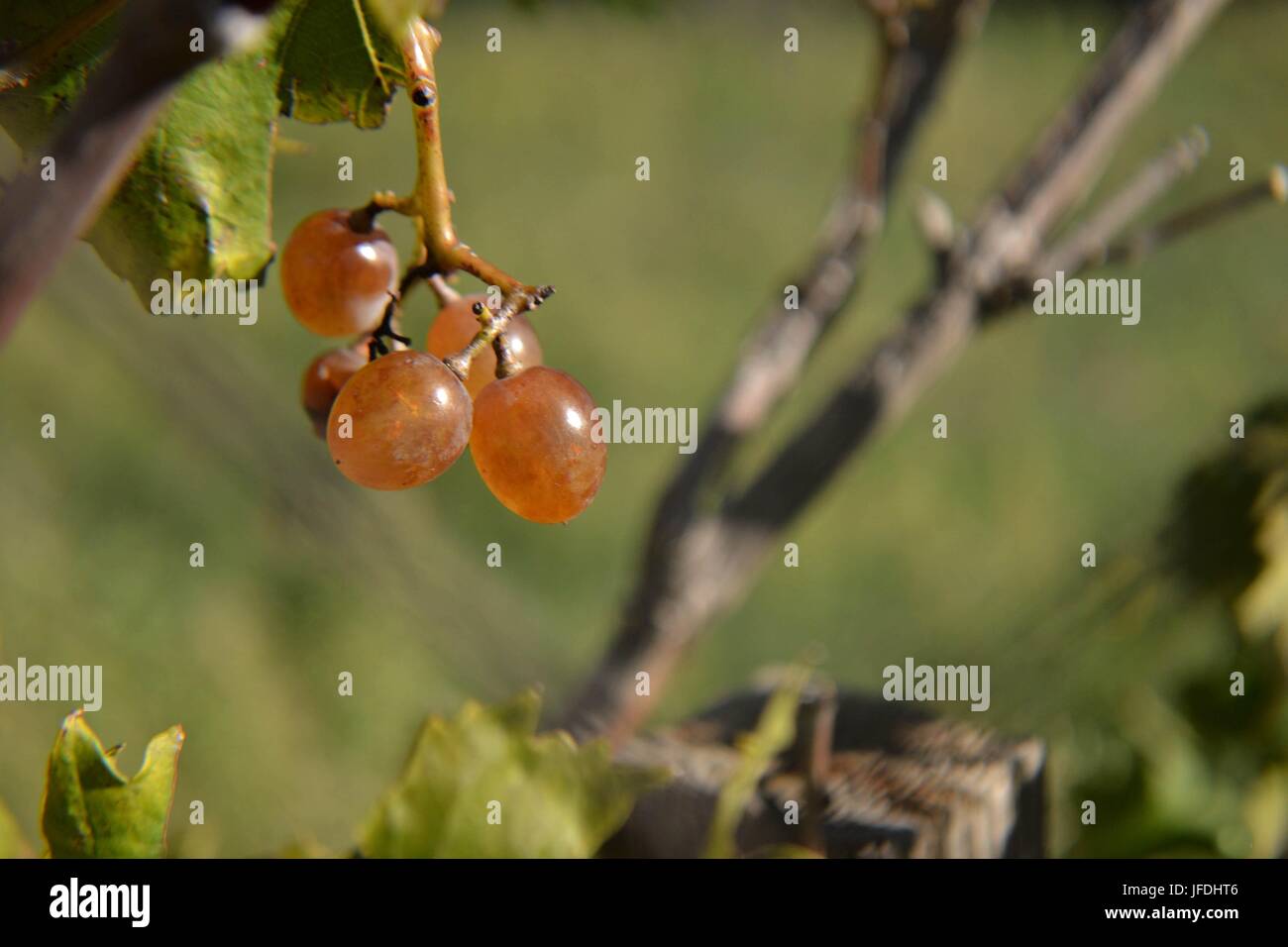 White fruit grape at a fruit tree, nature and closeup photography Stock ...