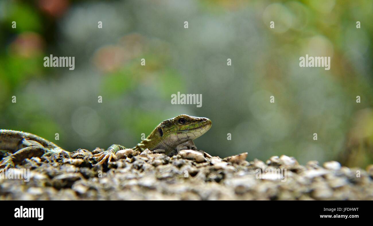 Green lizard on the wall, closeup and macro photography Stock Photo - Alamy