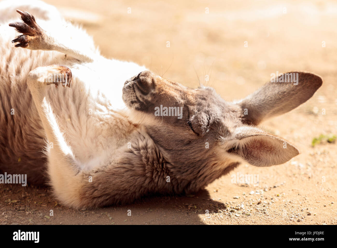 Kangaroo relax australia marsupial hi-res stock photography and images ...