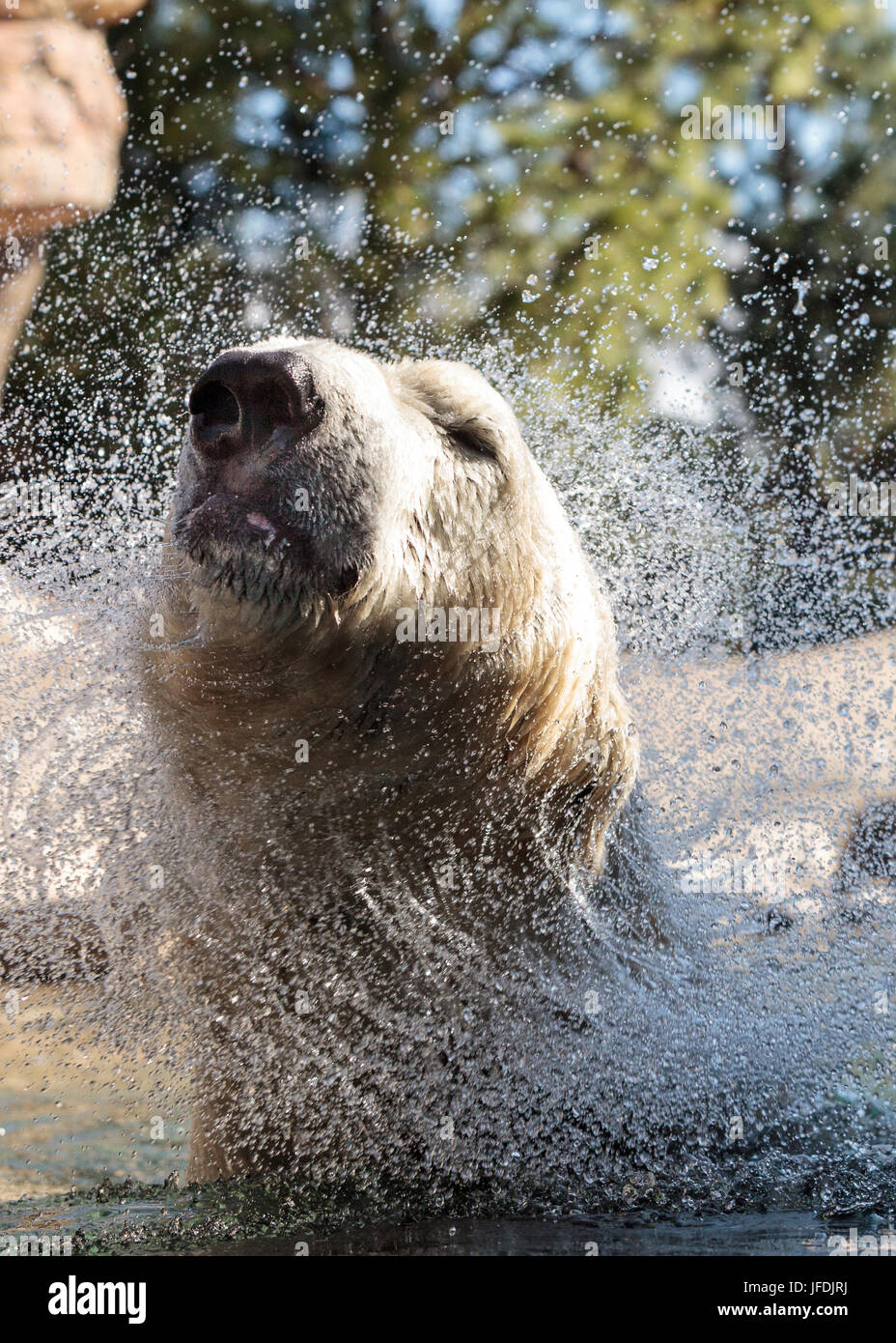 Polar bear known as Ursus maritimus Stock Photo - Alamy