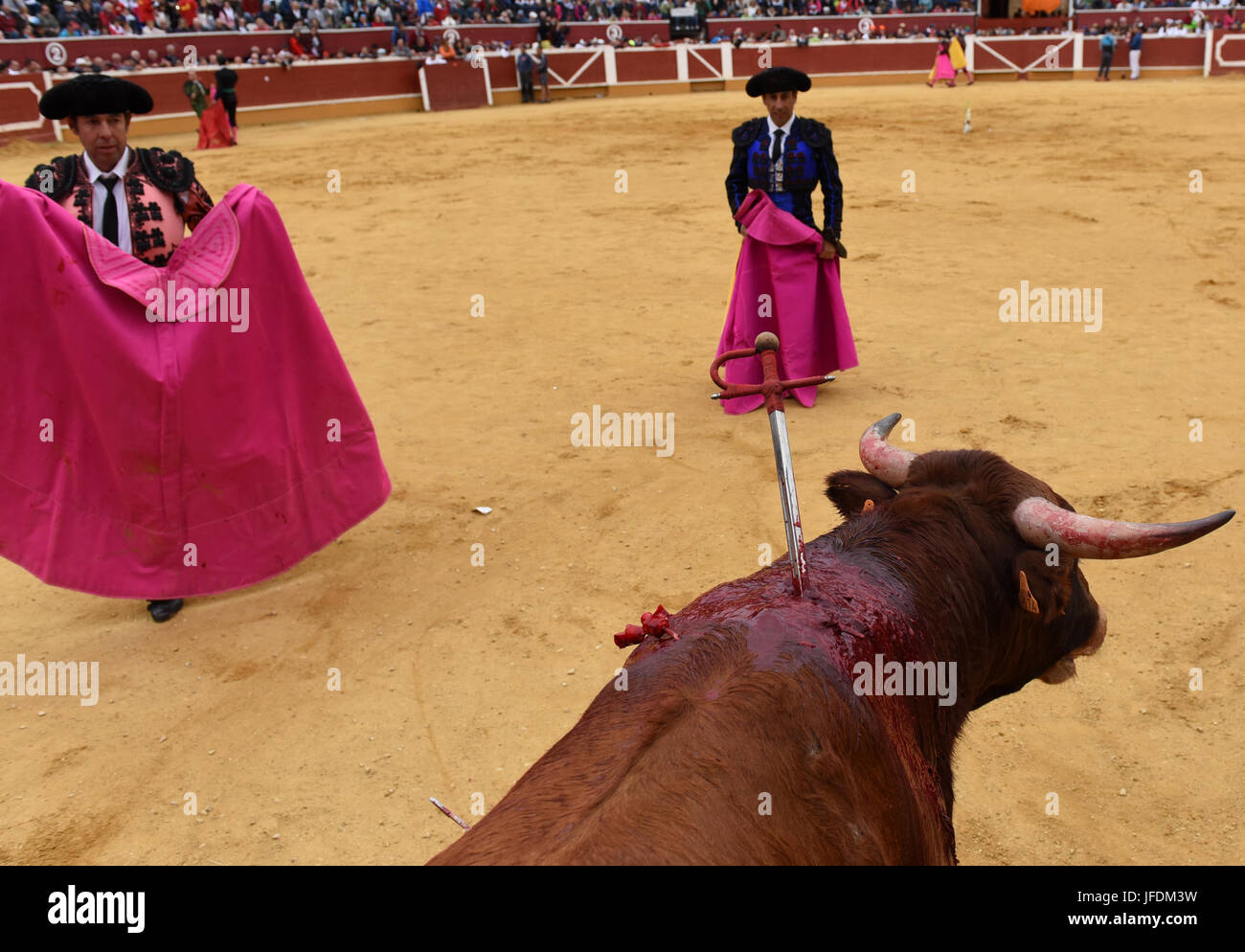 Soria, Spain. 30th June, 2017. A Laura Velasco ranch fighting bull ...
