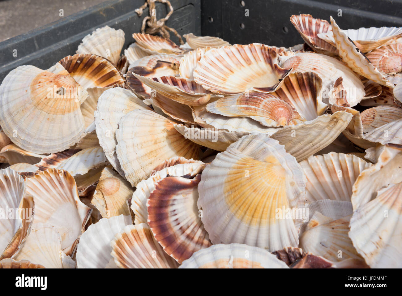 Heap of scallop shells as residuals in a metal container Stock Photo ...