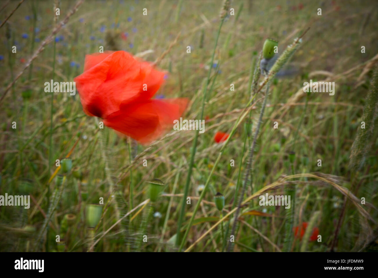 Wind blown poppy hi-res stock photography and images - Alamy