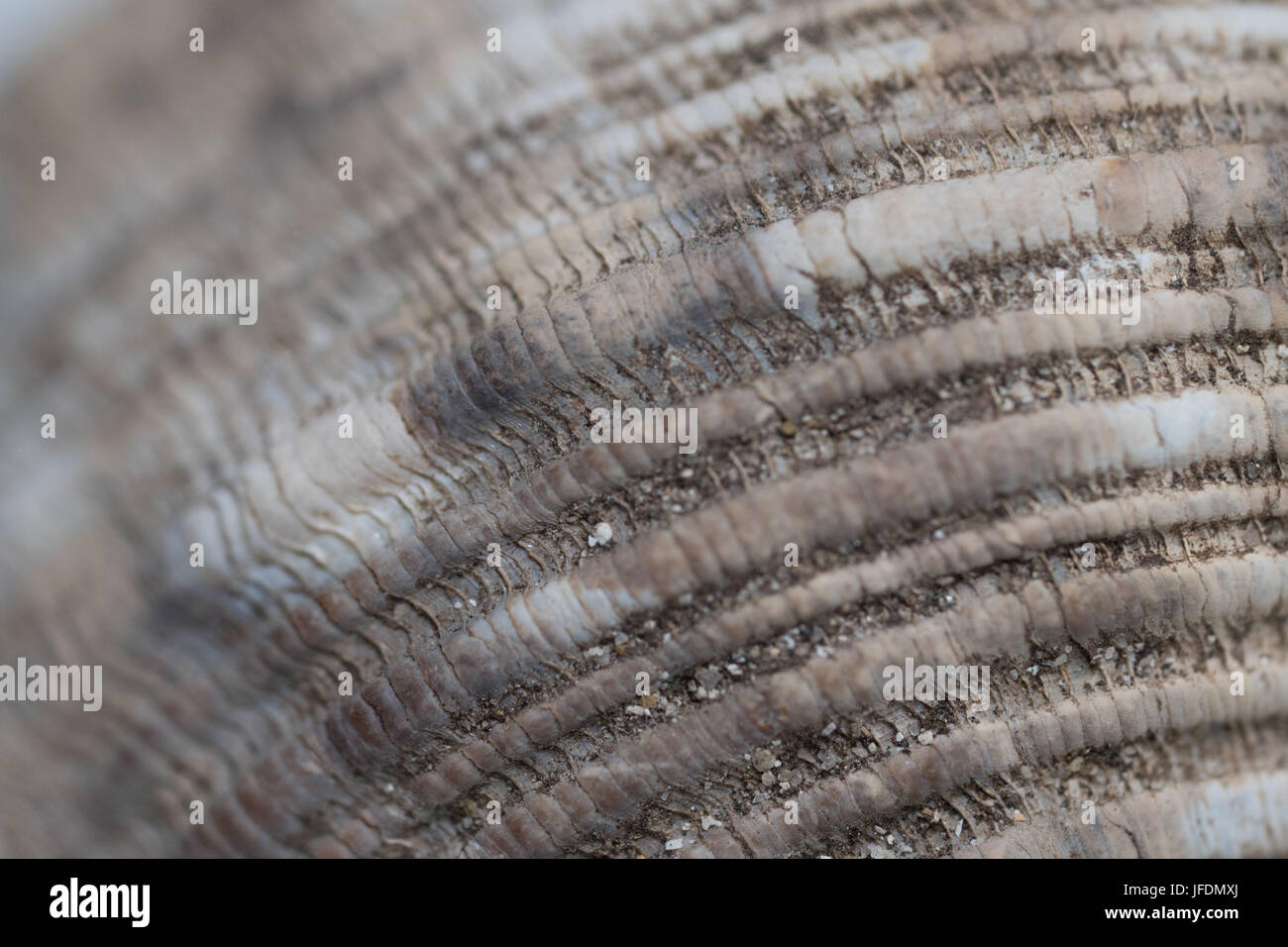 Sea shell texture hi-res stock photography and images - Alamy