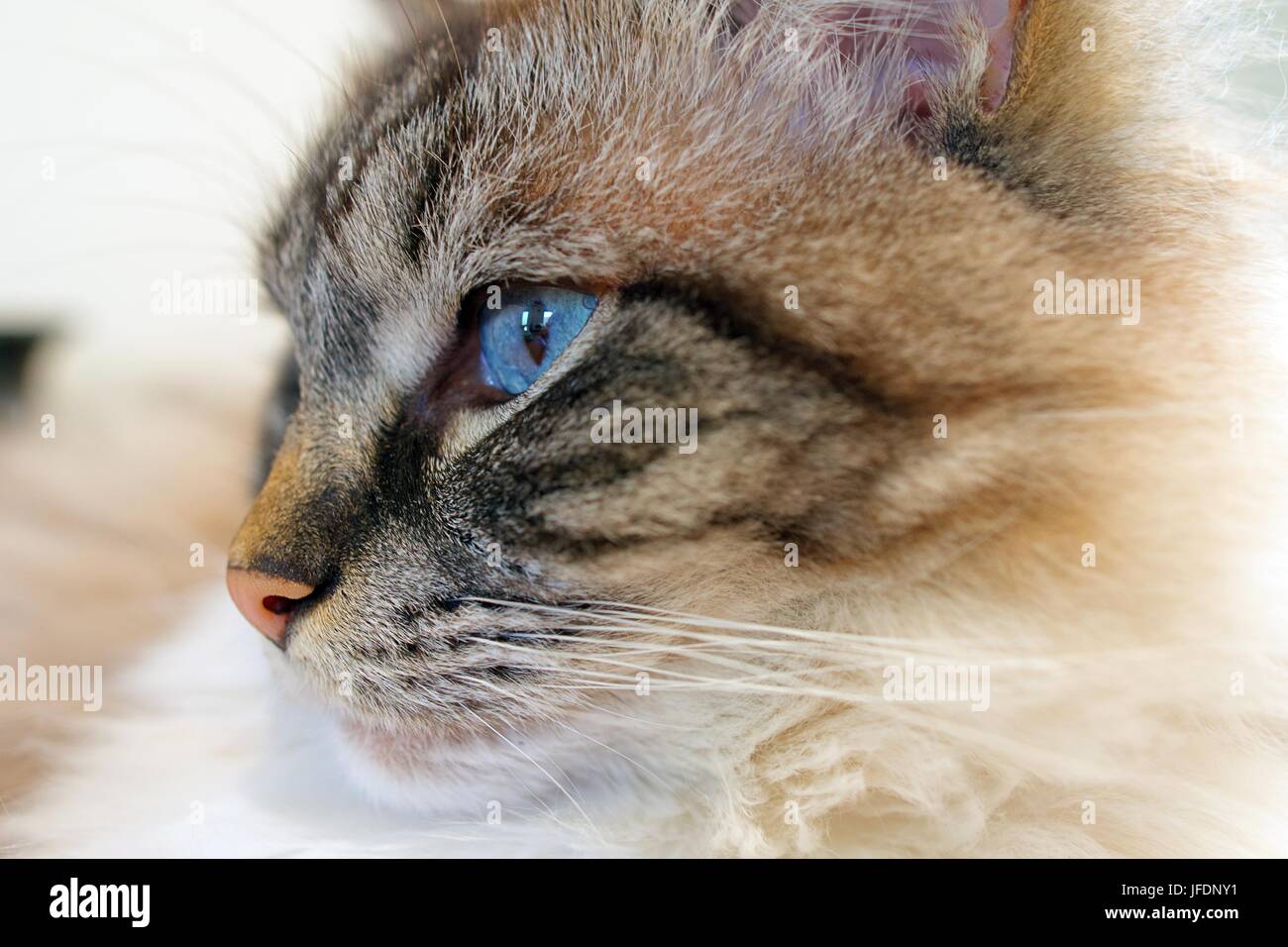 Ragdoll Seal Point Lynx Tabby Cat Portrait Stock Photo - Alamy