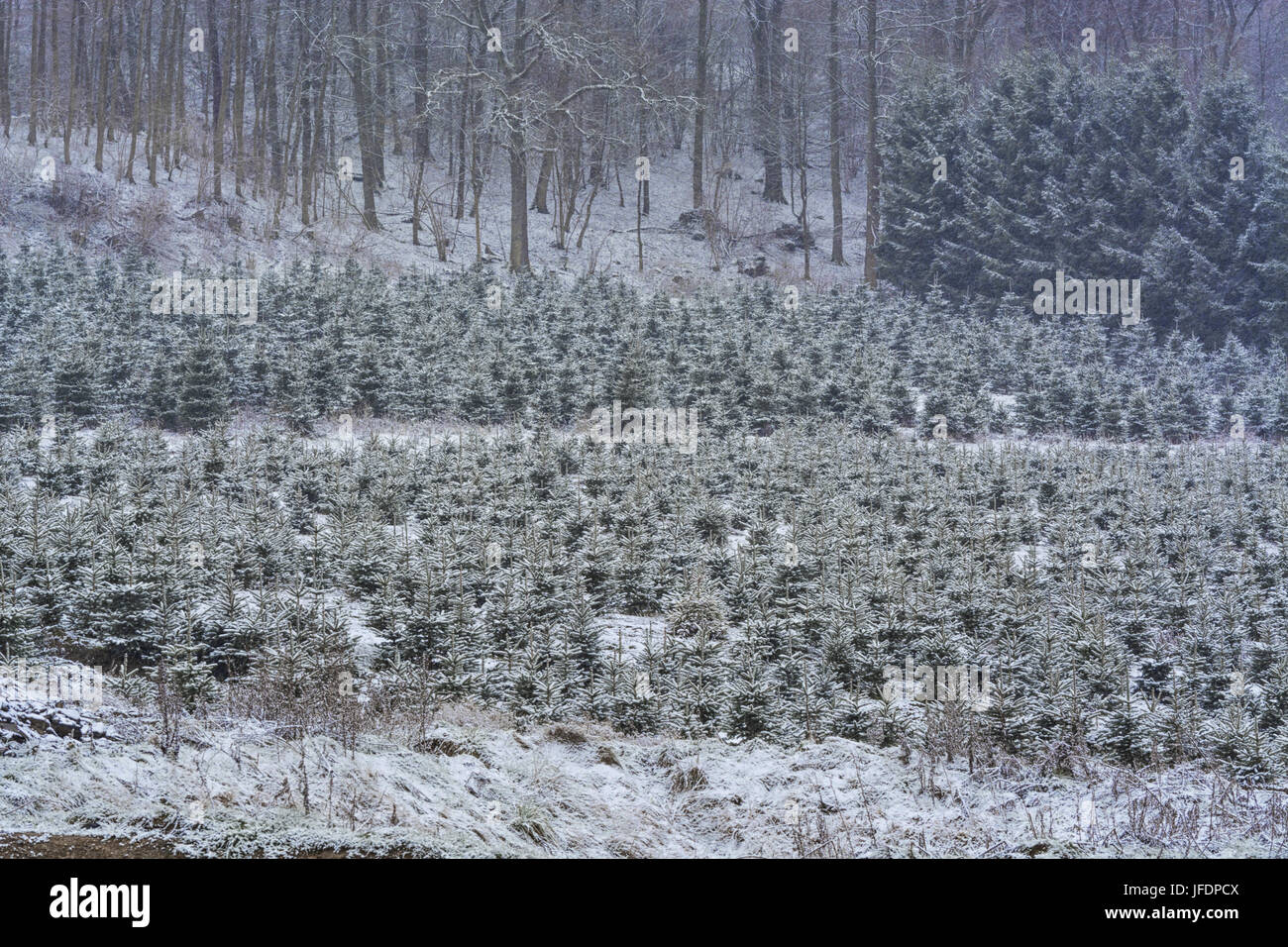 Beautiful young christmas trees hi-res stock photography and images - Alamy