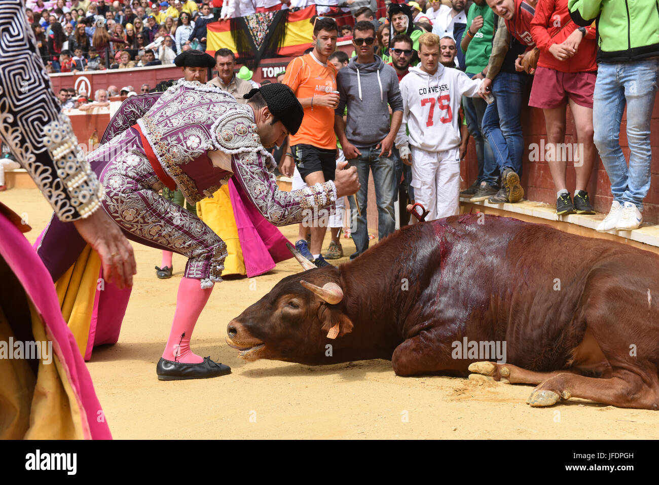Soria, Spain. 30th June, 2017. A Laura Velasco ranch fighting bull ...