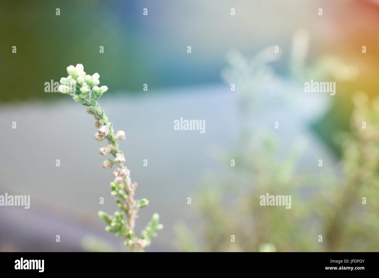 Summer floral hi-res stock photography and images - Alamy