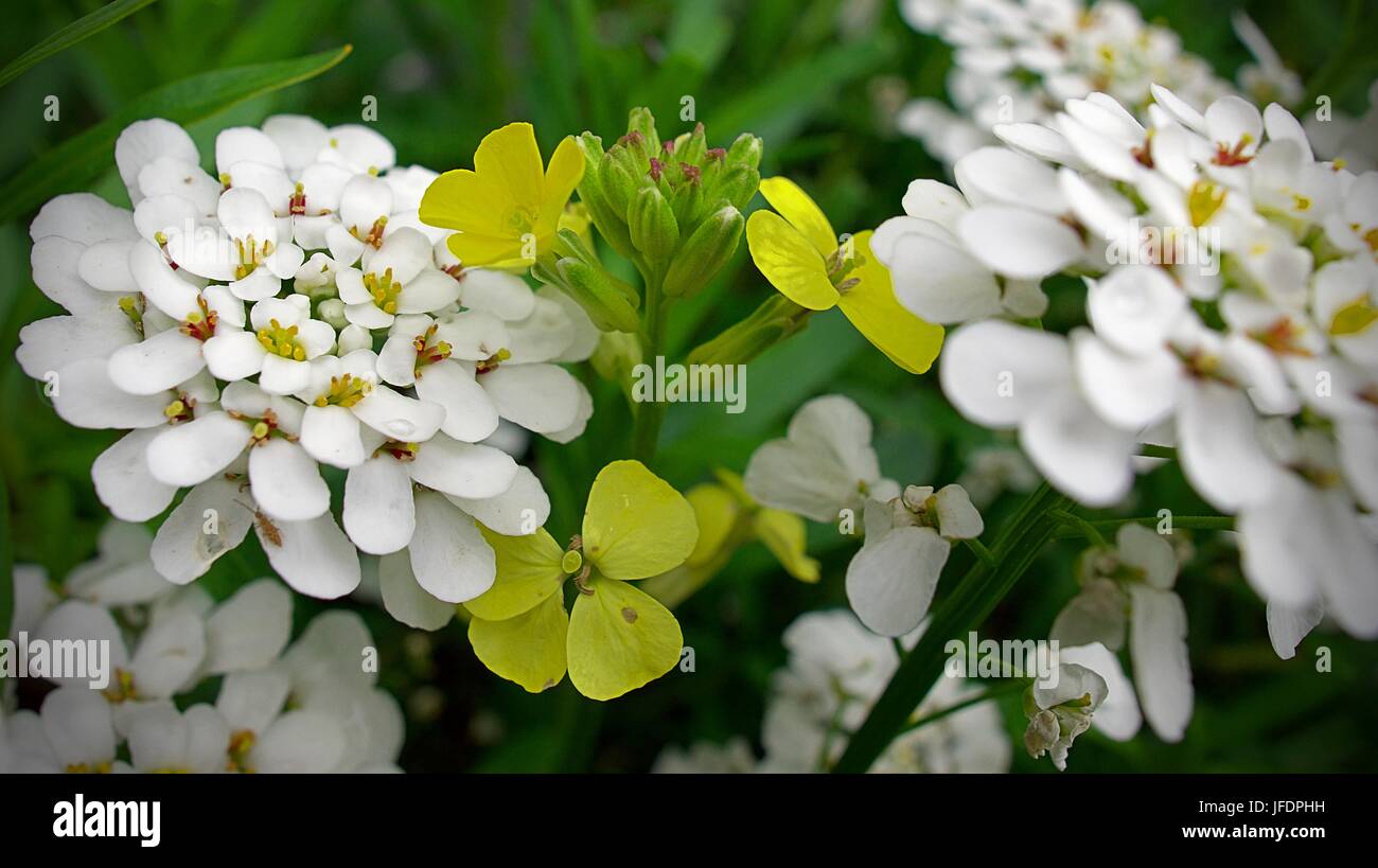 White yellow border hi-res stock photography and images - Alamy