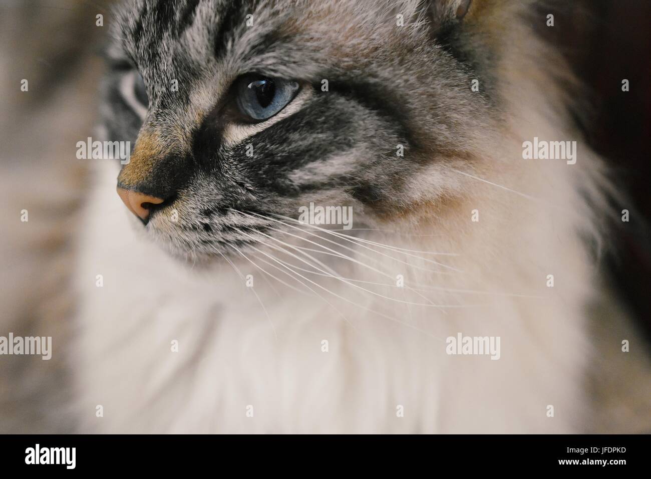 Lynx portrait face hi-res stock photography and images - Alamy