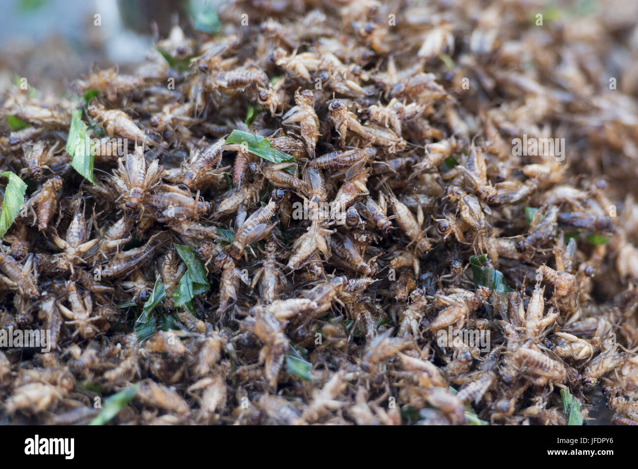 THAILAND LAMPANG CITY FOOD INSECTS Stock Photo - Alamy