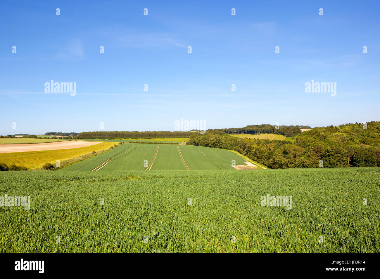 extensive wheat fields with mixed woodland in the scenic yorkshire ...