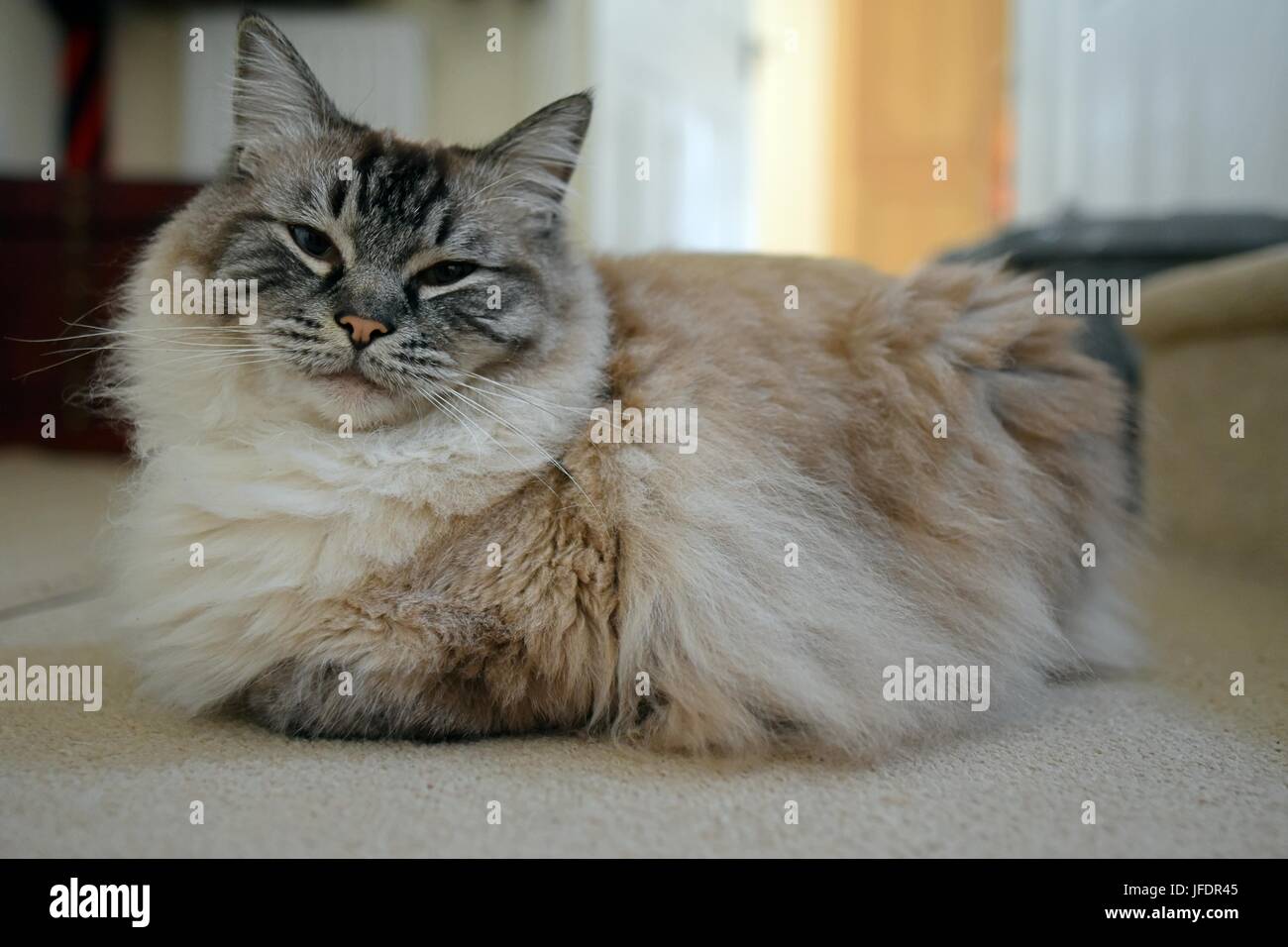 Happy tabby cat hi-res stock photography and images - Alamy