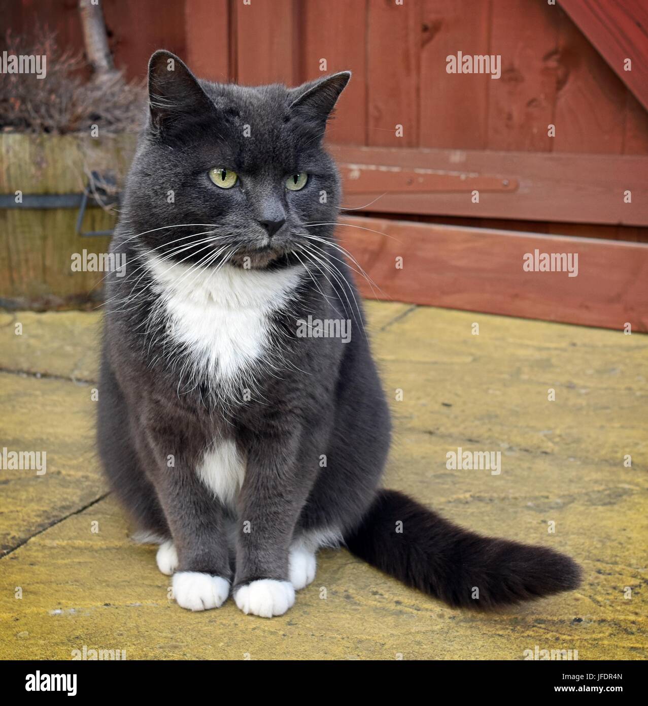Outdoor Grey And White Cat Portrait Stock Photo - Alamy
