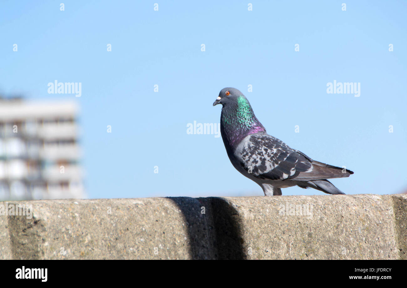 Feral pigeons, also called city doves, city pigeons, or street pigeons ...