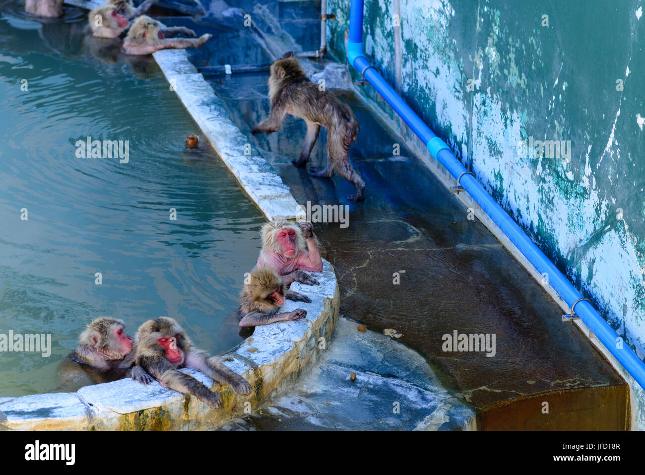 Monkeys bathing in Hakodate Stock Photo - Alamy