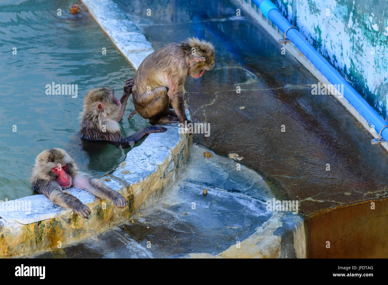 Monkeys bathing in Hakodate Stock Photo - Alamy