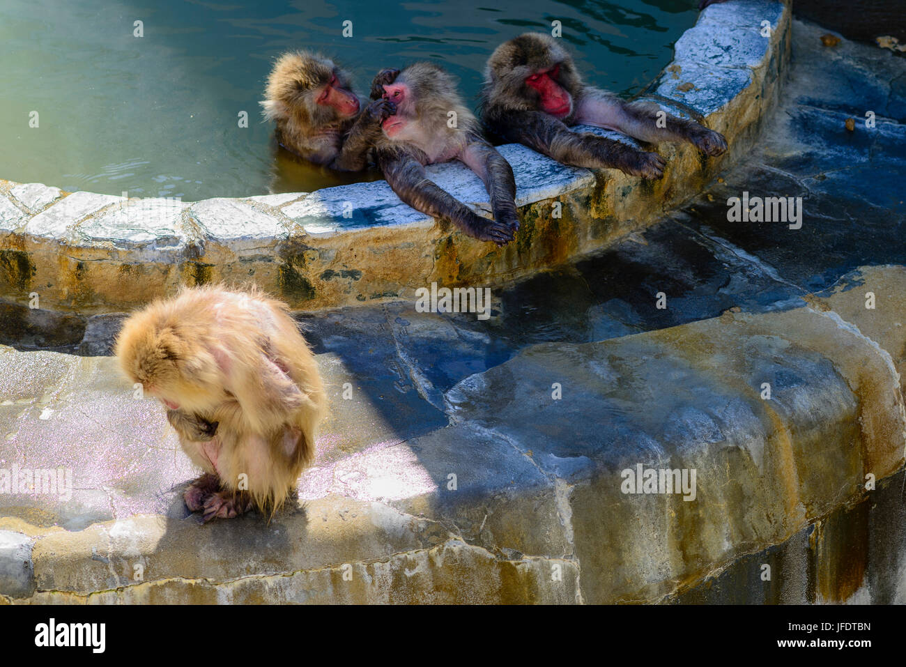 Monkeys bathing in Hakodate Stock Photo - Alamy