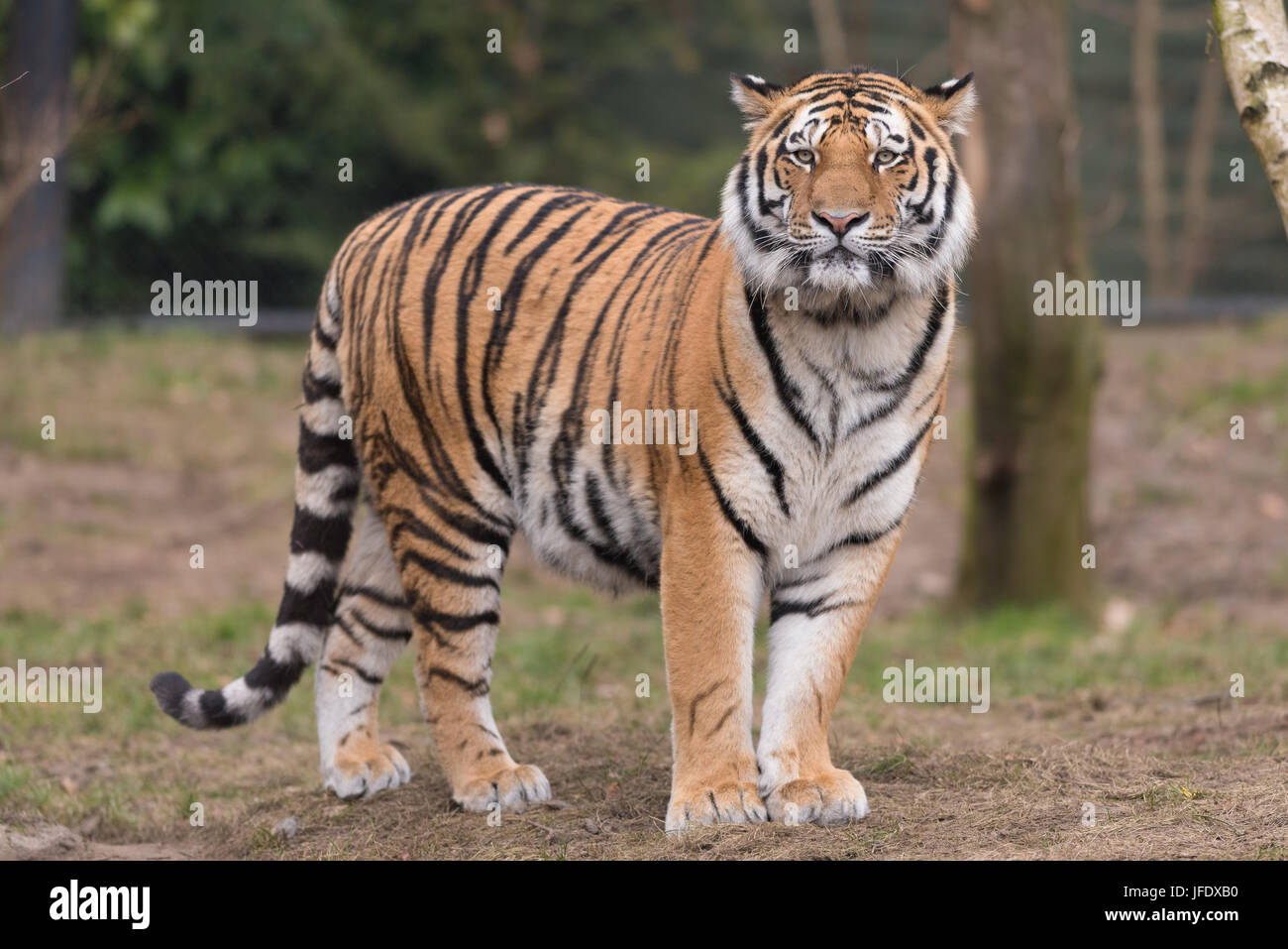 Tiger bilder hi-res stock photography and images - Alamy