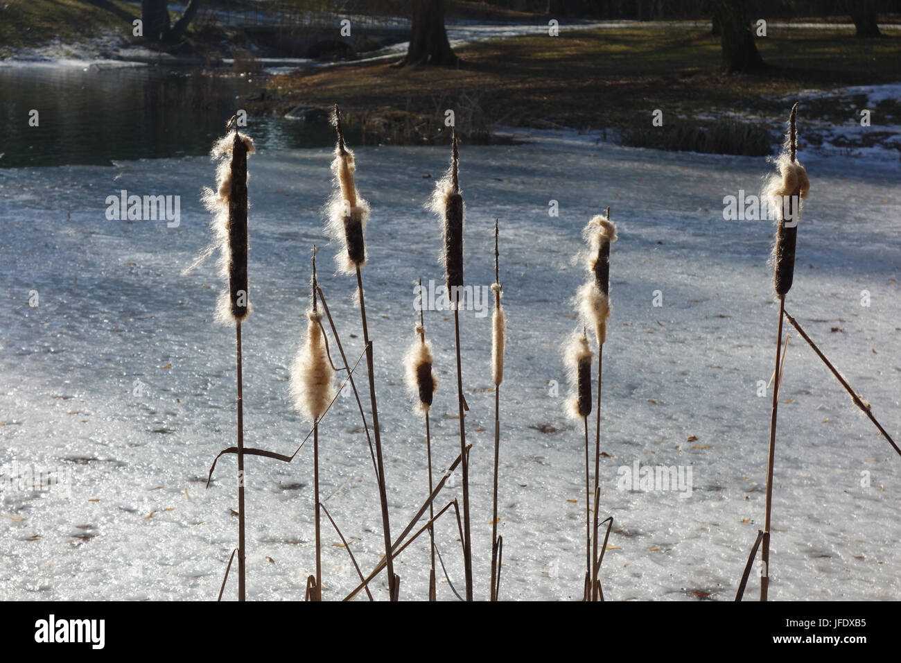 Typha latifolia, Common Bulrush Stock Photo - Alamy