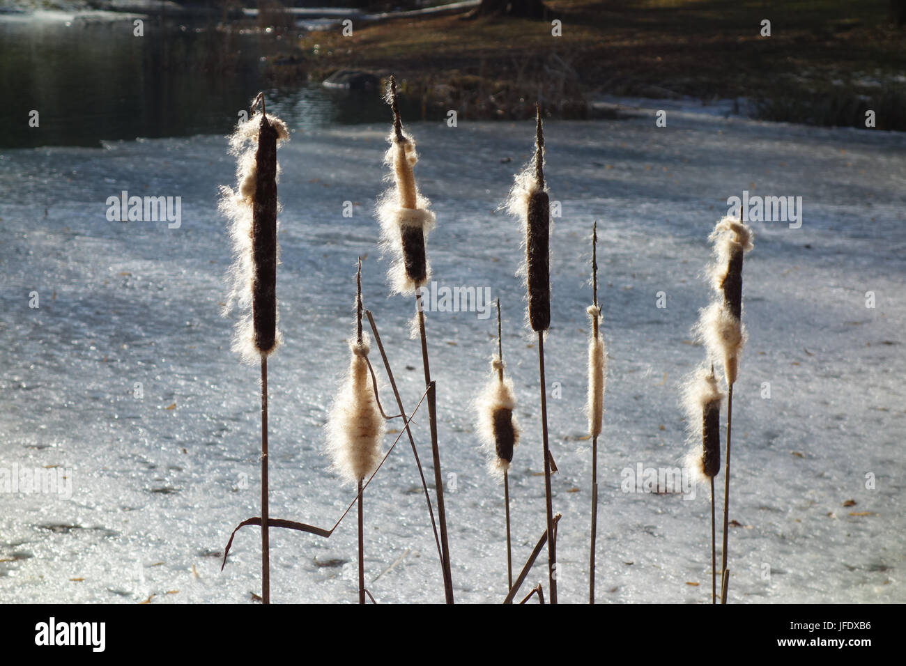 Typha latifolia, Common Bulrush Stock Photo - Alamy