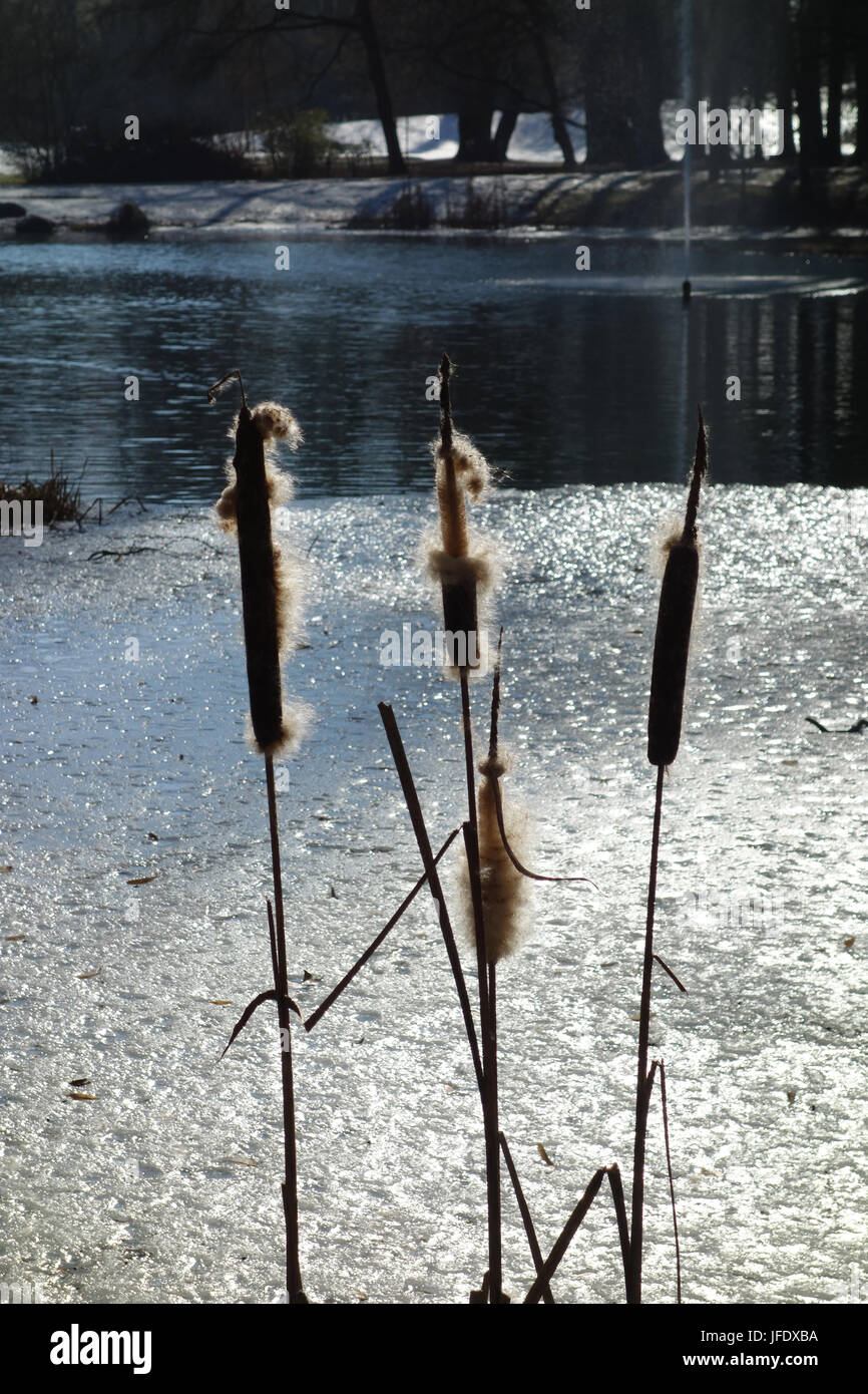 Typha latifolia, Common Bulrush Stock Photo - Alamy