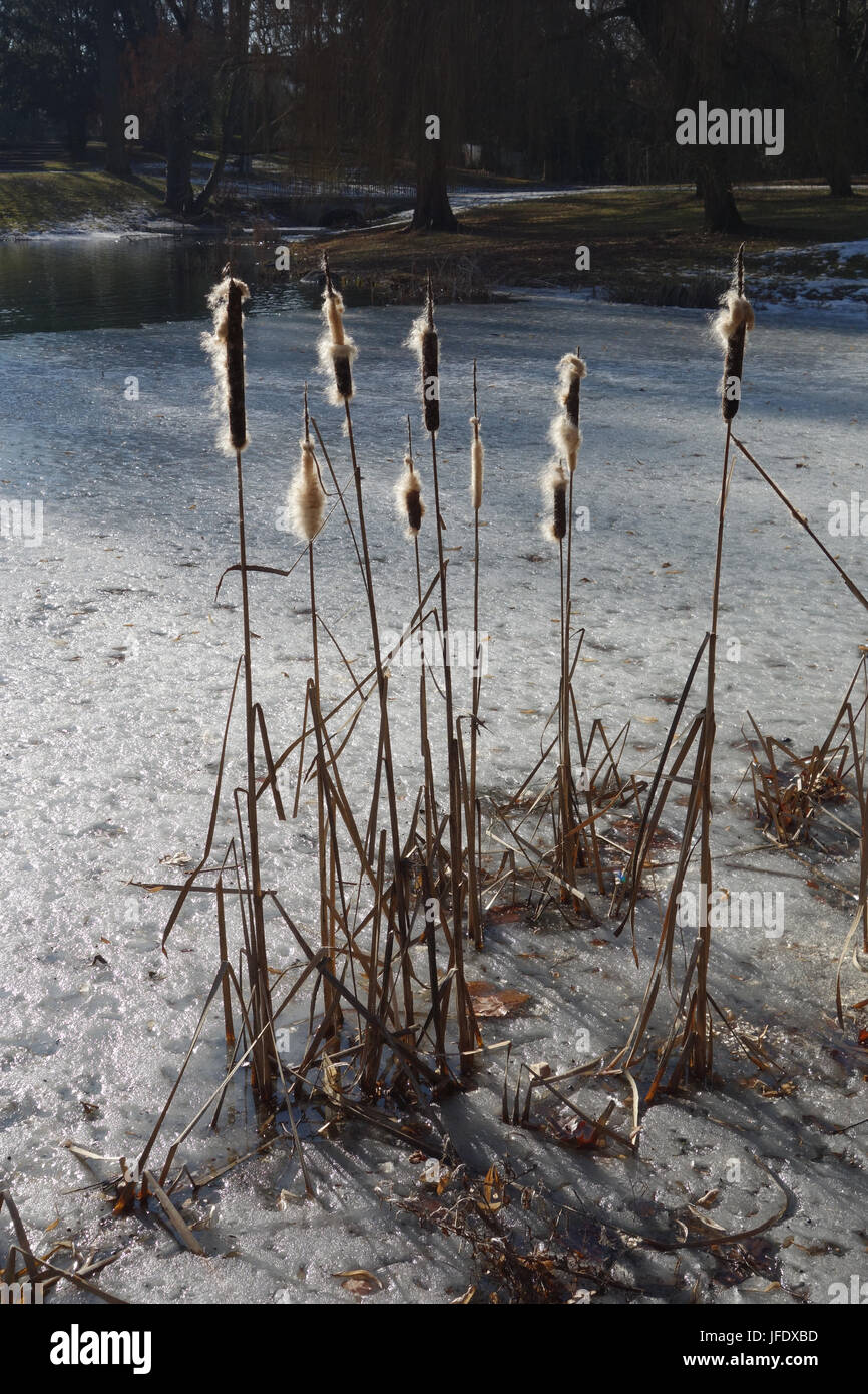 Typha latifolia, Common Bulrush Stock Photo - Alamy