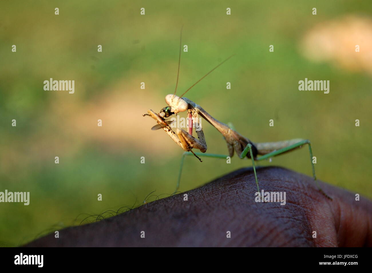 Praying mantis eating fly Stock Photo - Alamy