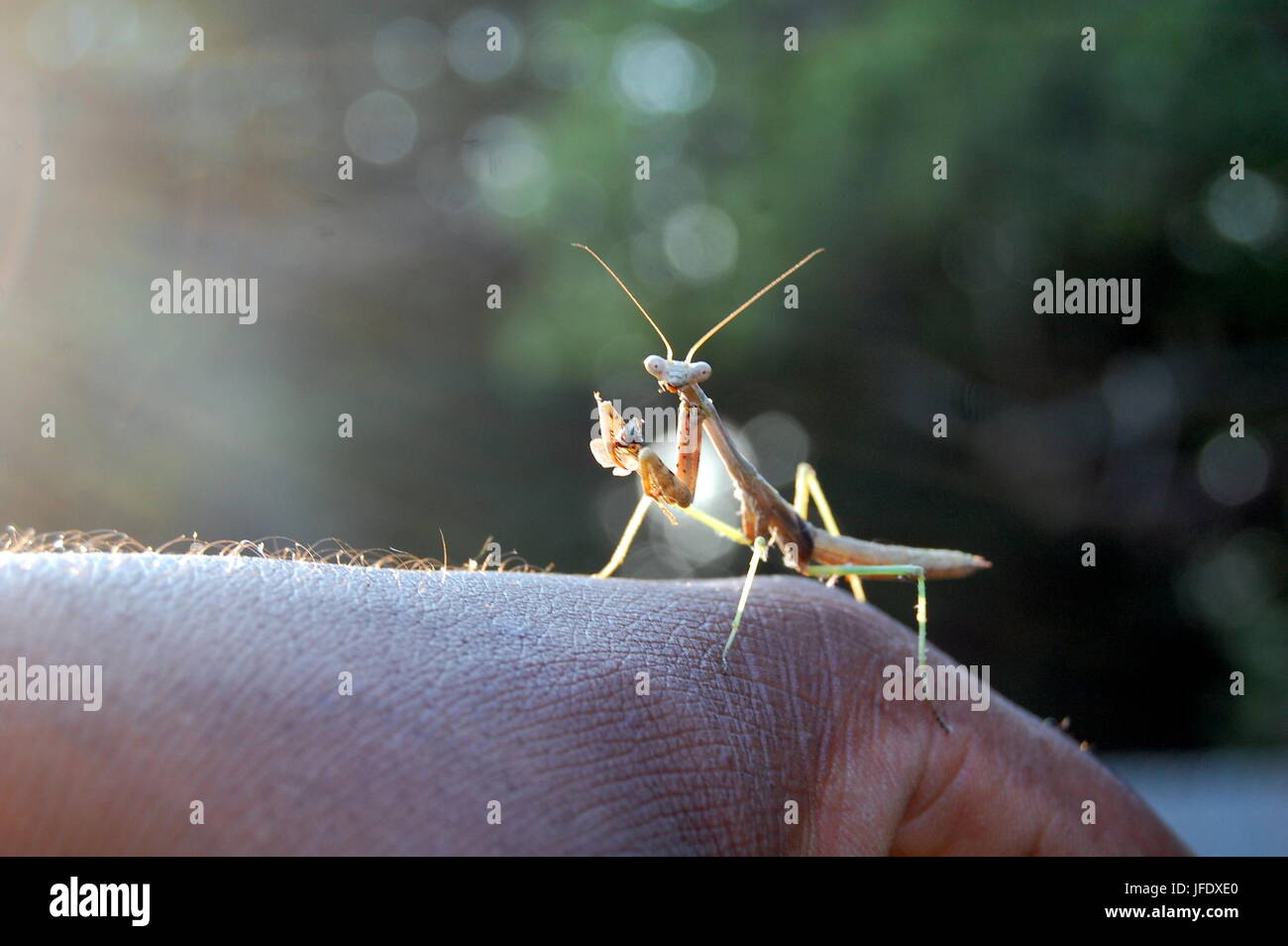 Praying mantis eating fly Stock Photo - Alamy