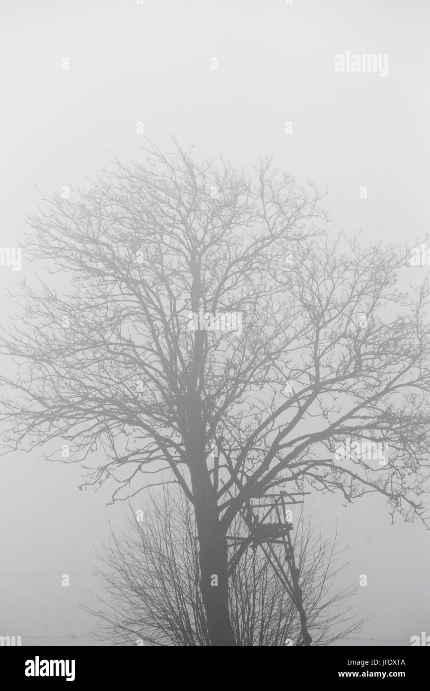 Fog in tree hi-res stock photography and images - Alamy