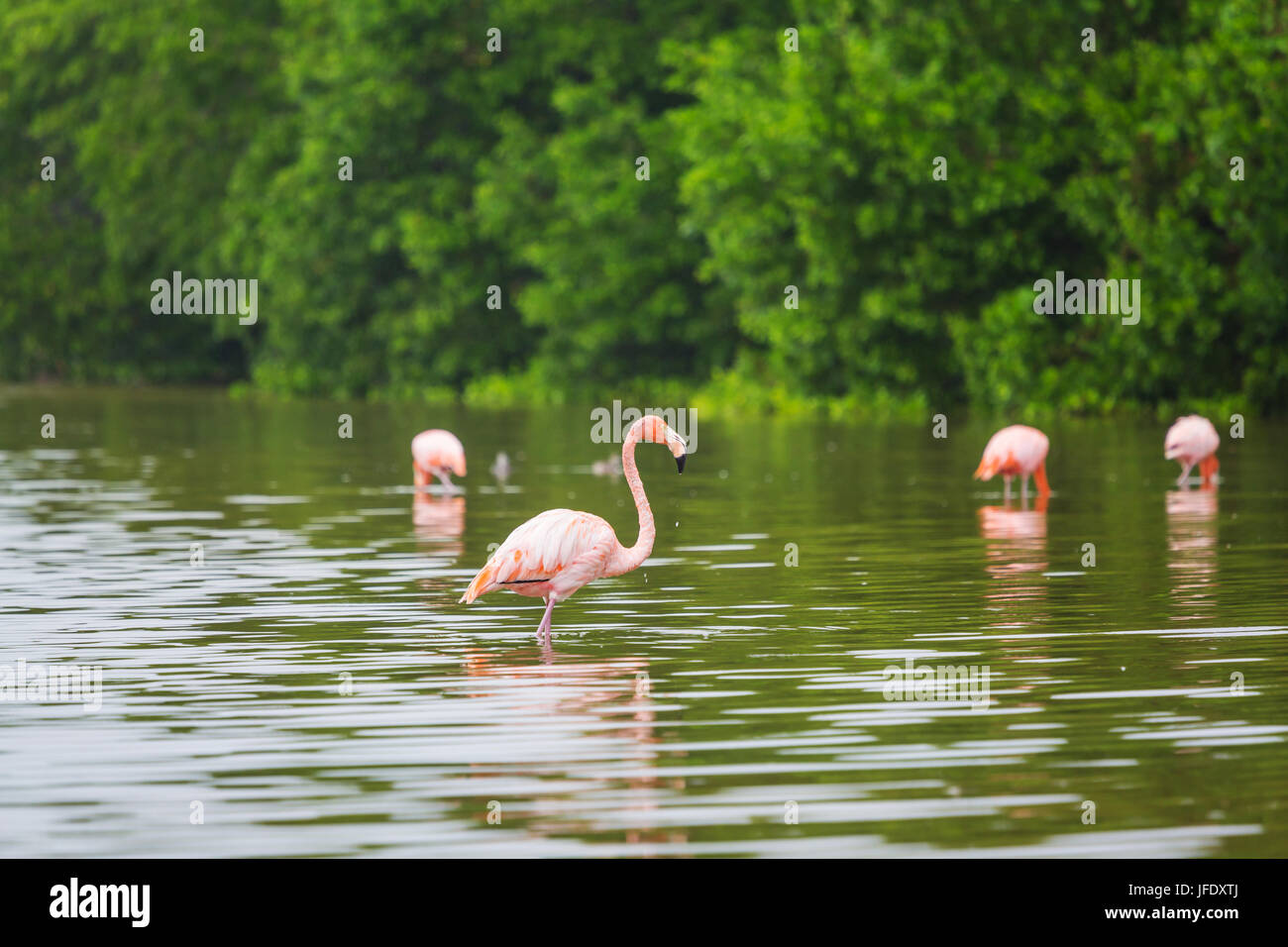 Flamingo in Mexico Stock Photo - Alamy