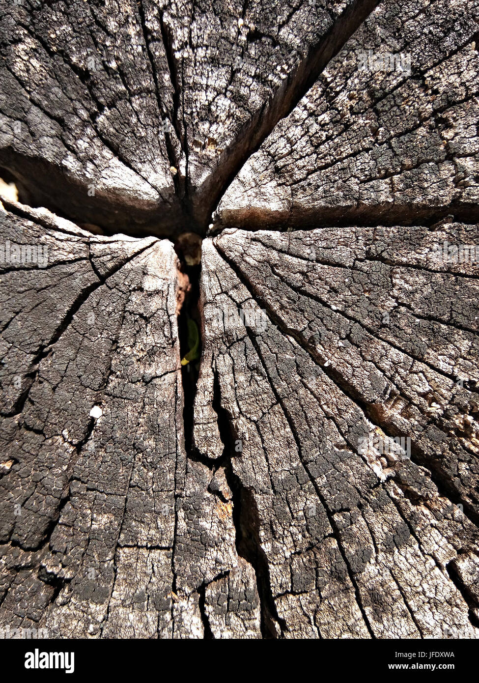 Texture of old annual ring, growth rings Stock Photo - Alamy
