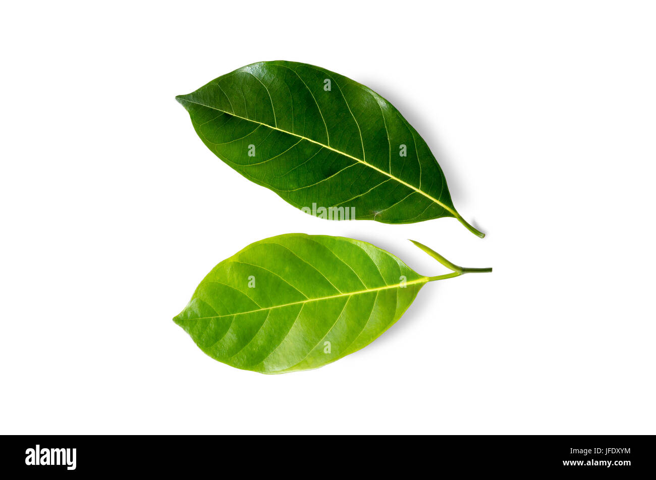 Jack fruit leaf isolated on white background Stock Photo - Alamy