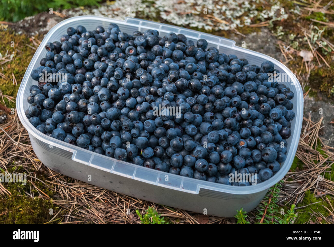 Container with blueberries Stock Photo - Alamy