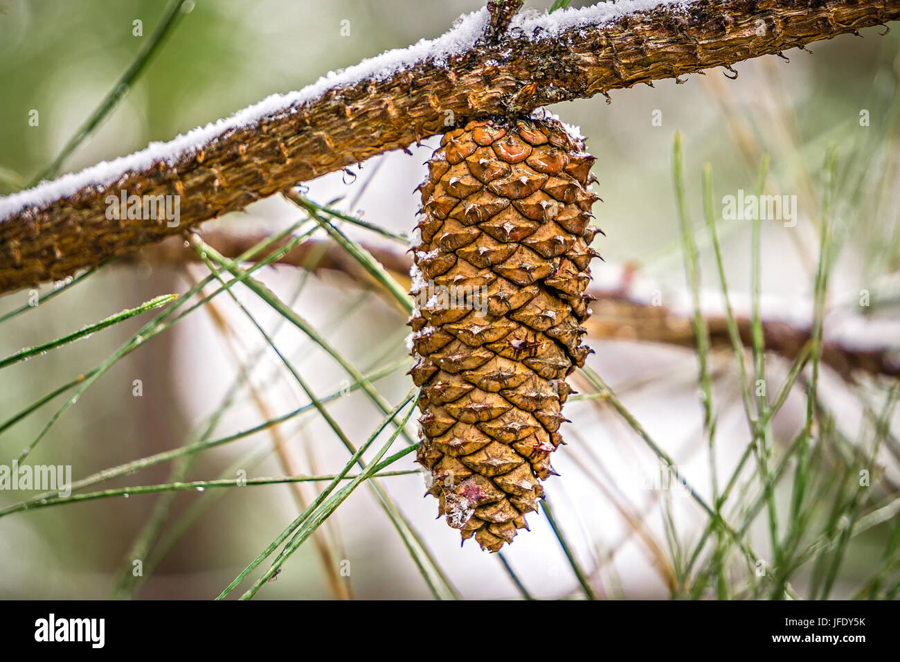 Pine cone covered in snow hi-res stock photography and images - Alamy
